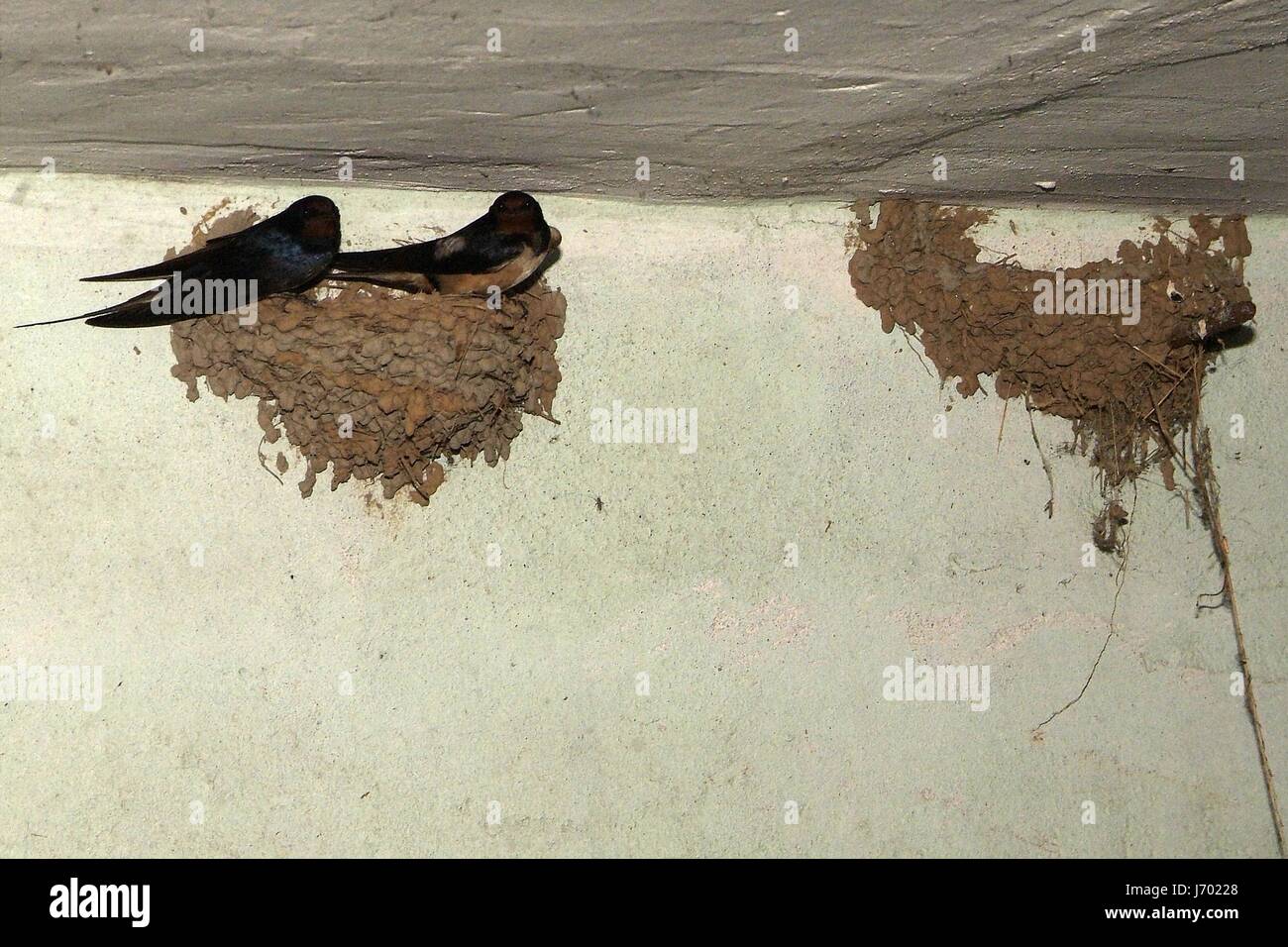 Birds and animals in wildlife. The swallow feeds the baby birds nesting ...