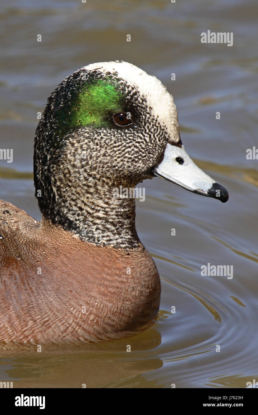 A portrait of an American Wigeon drake in New Mexico Stock Photo - Alamy