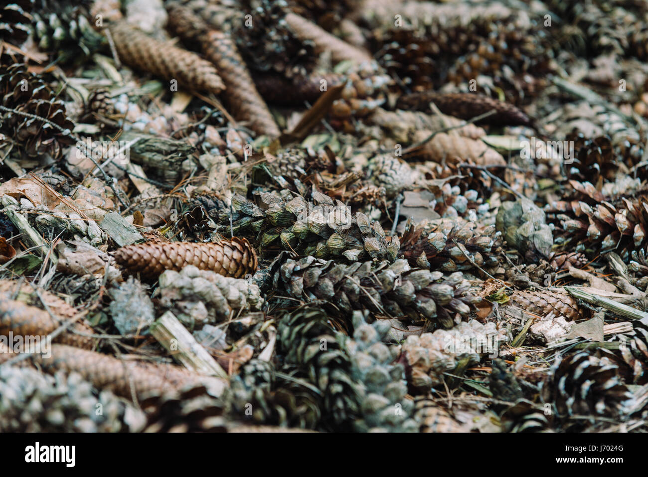 close up on cones in the forest, natural background Stock Photo - Alamy