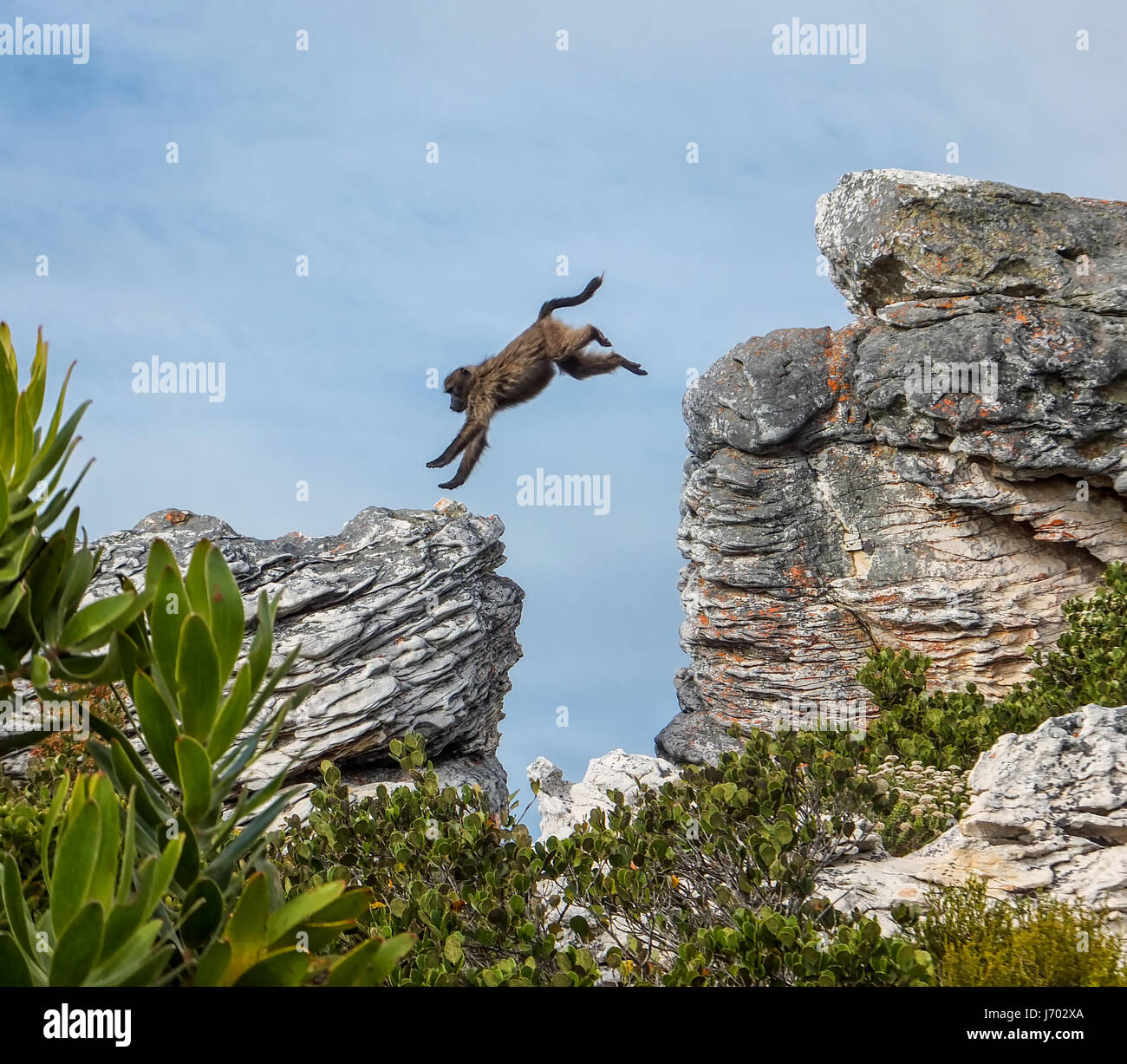 A Chacma Baboon jumping between rocks in Southern Africa Stock Photo ...