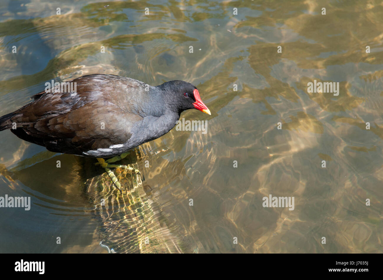 Common duck species in uk hi-res stock photography and images - Alamy