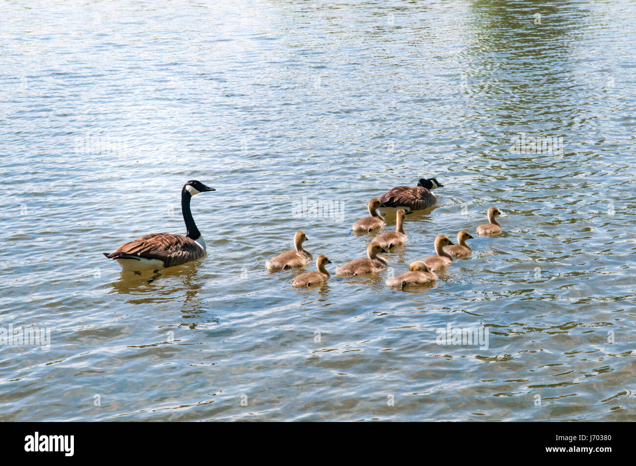 Gosling, baby geese with Parents. Canada Goose, Branta canadensis Stock ...