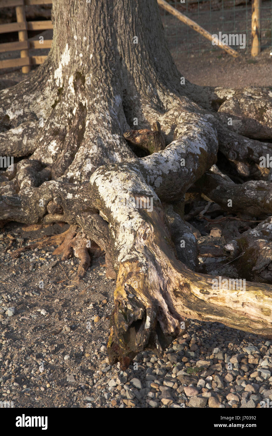 Tree root patterns hi-res stock photography and images - Alamy