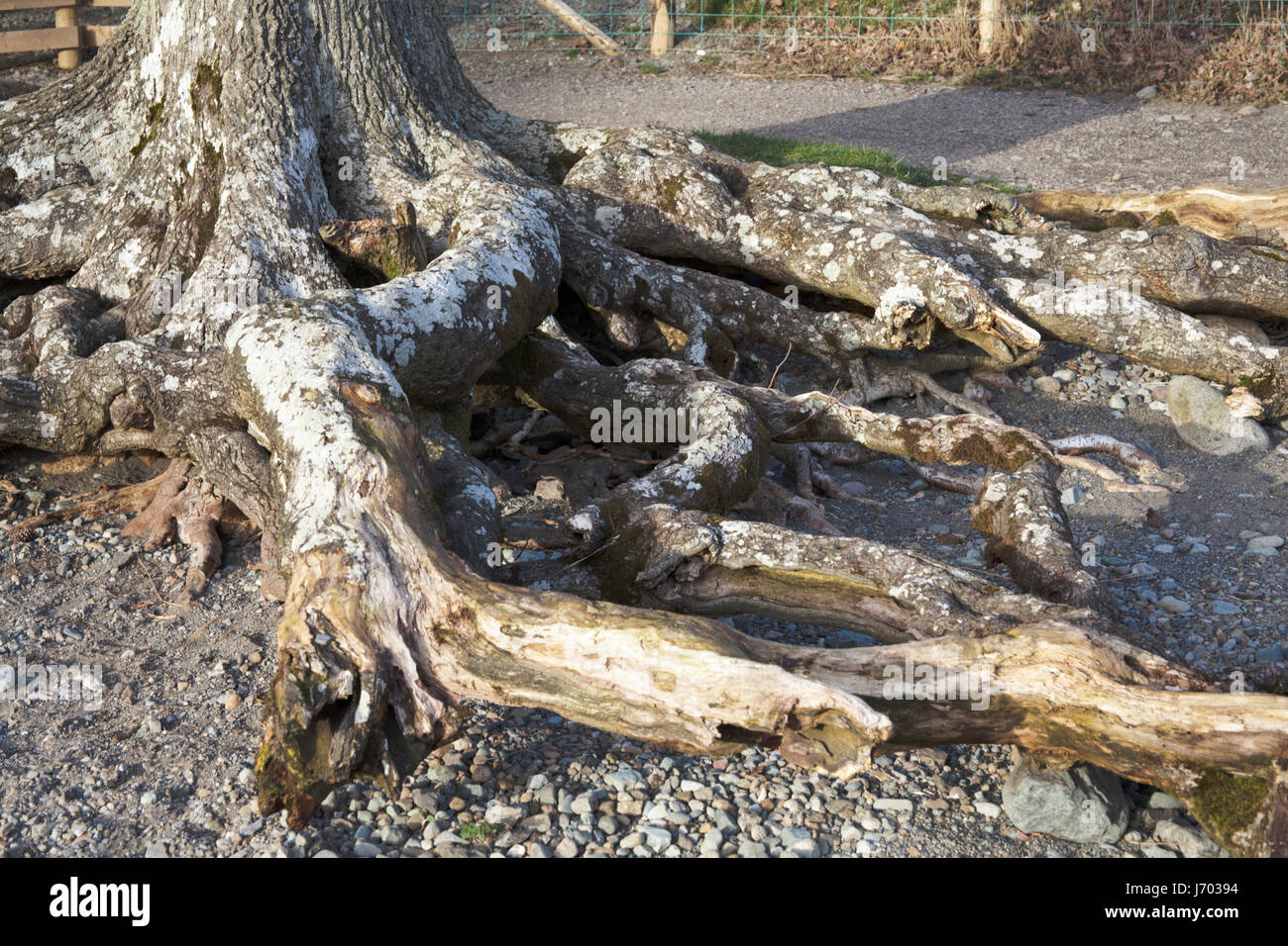 Abstract patterns in tree roots on a mature tree growing by the shore ...