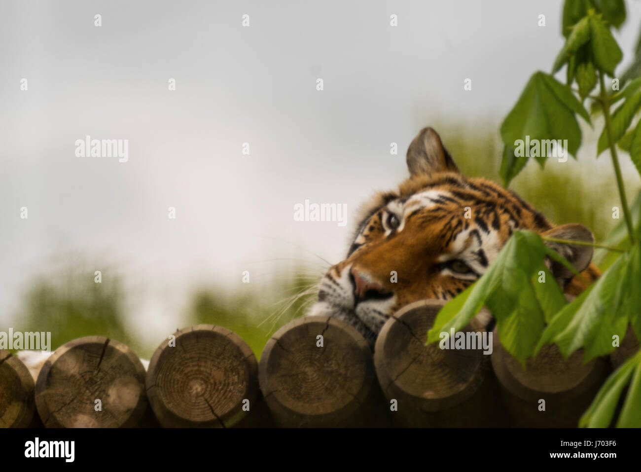 Tiger lying down on log platform Stock Photo - Alamy