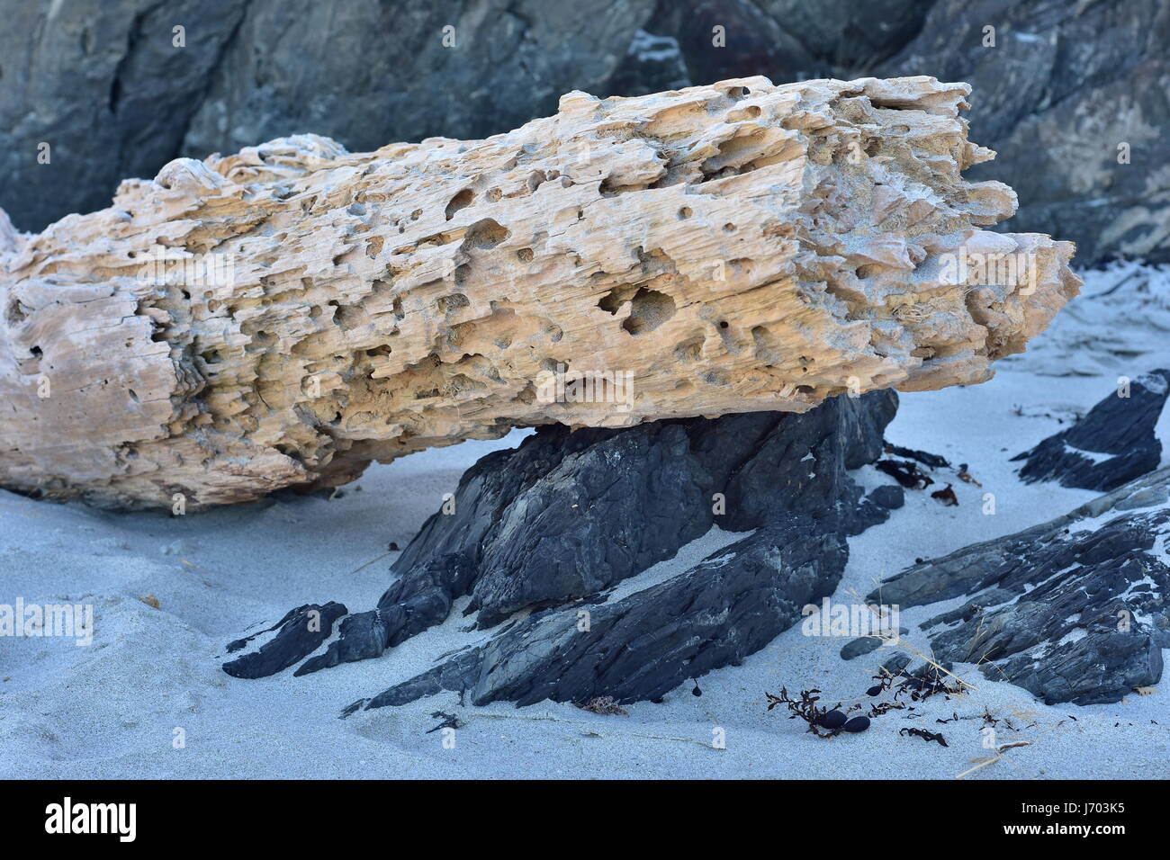 Dried log hi-res stock photography and images - Alamy