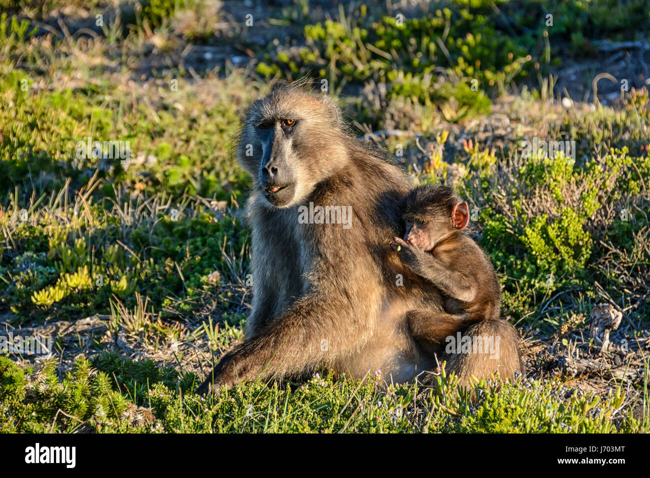 A mother Chacma Baboon with her baby in Southern Africa Stock Photo - Alamy