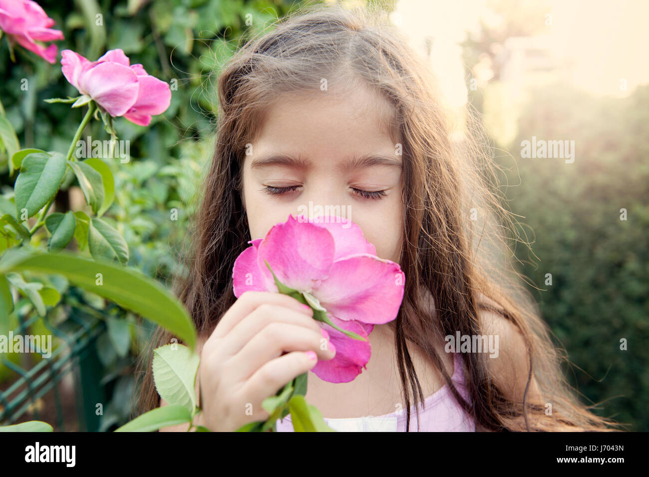 A little girl with long hair gently smells a pink rose in a sunlit ...