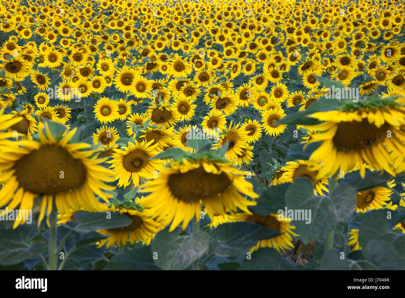 leaf flower plant bumblebee bloom blossom flourish flourishing ...