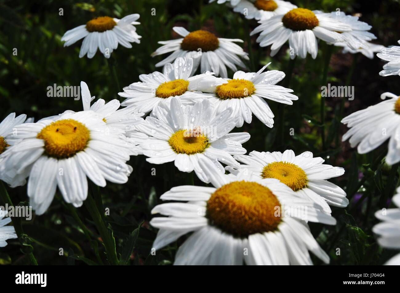 black swarthy jetblack deep black blank european caucasian blossoms ...