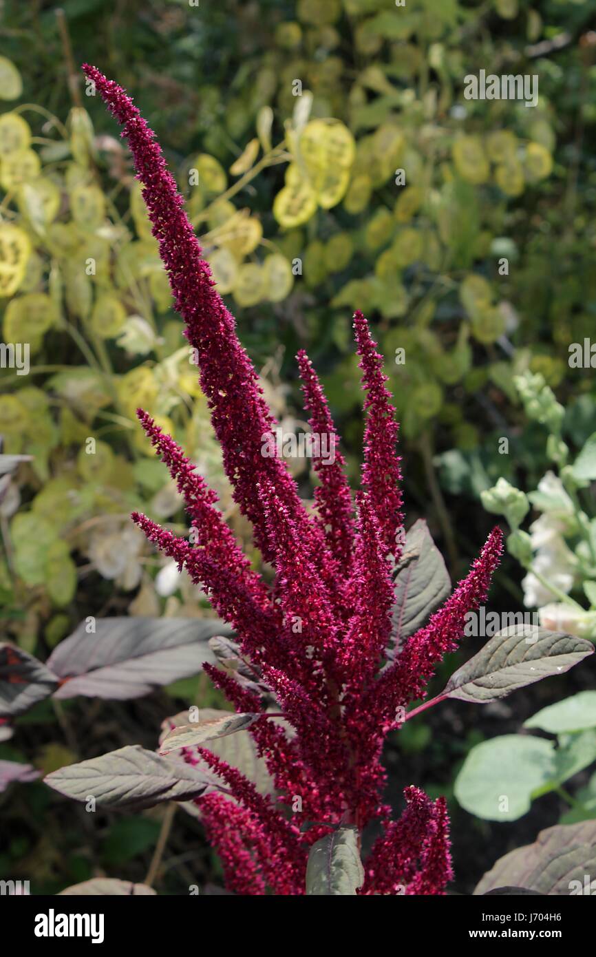 upright pigweed amaranthus Stock Photo - Alamy