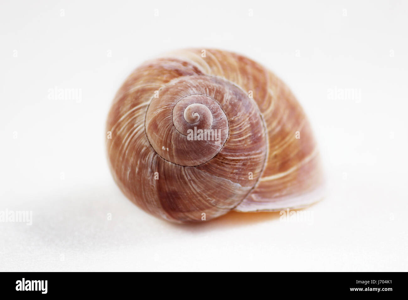 Sink of Arianta arbustorum is a medium-sized species of land snail ...