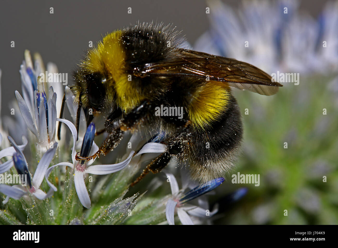 Pelztrger hi-res stock photography and images - Alamy