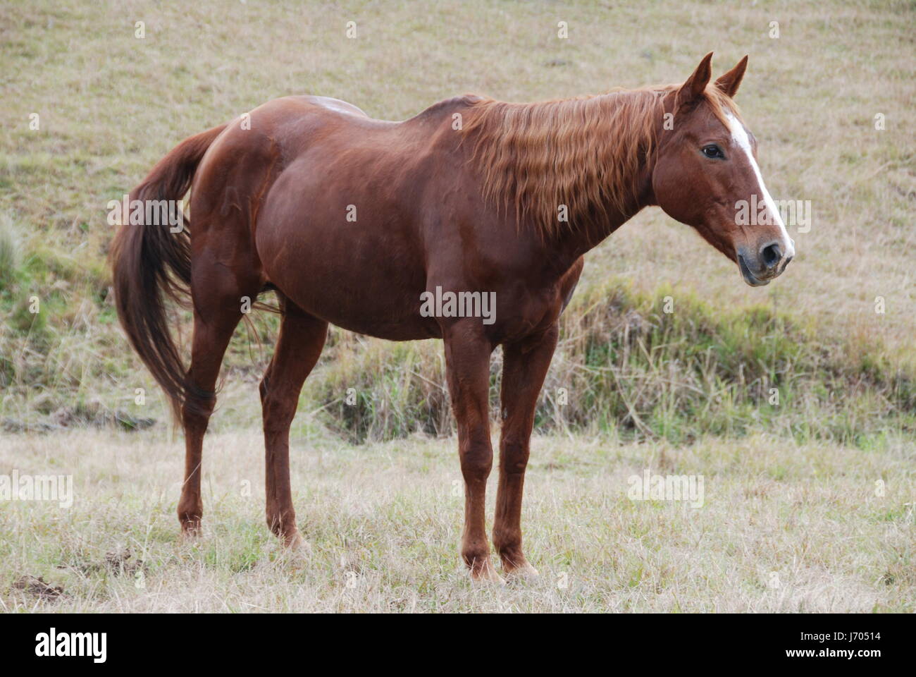 horse australia mare ride horse portrait eye organ ears look glancing ...