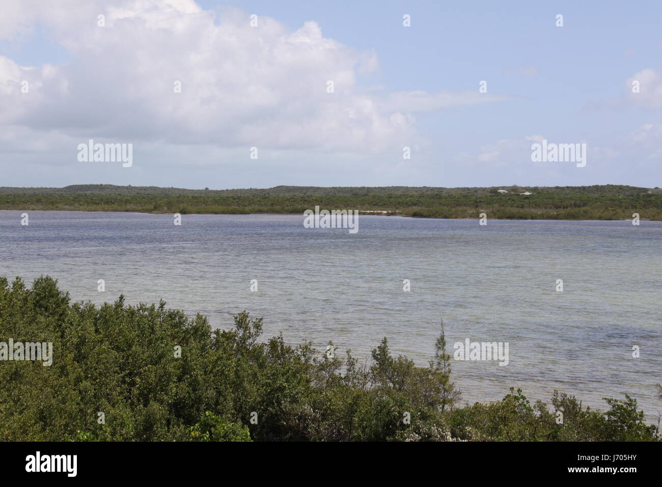 bahamas caribbean mangrove forest river water blue leaf relaxation ...