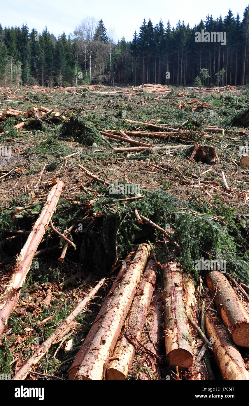 impact tree wood clearing clear cutting forest impact tree trees wood ...