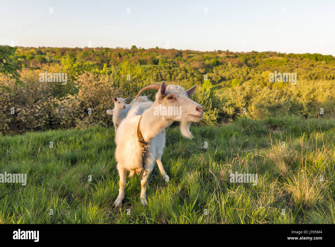 Family of domestic goats in a pasture spring orchard, Central Ukraine ...