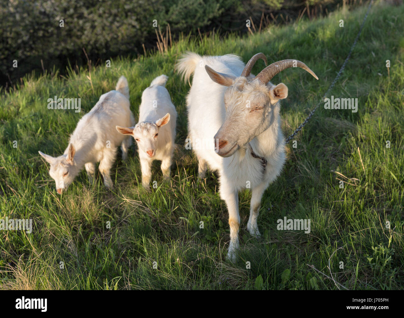 Family of domestic goats in a pasture spring orchard, Central Ukraine ...