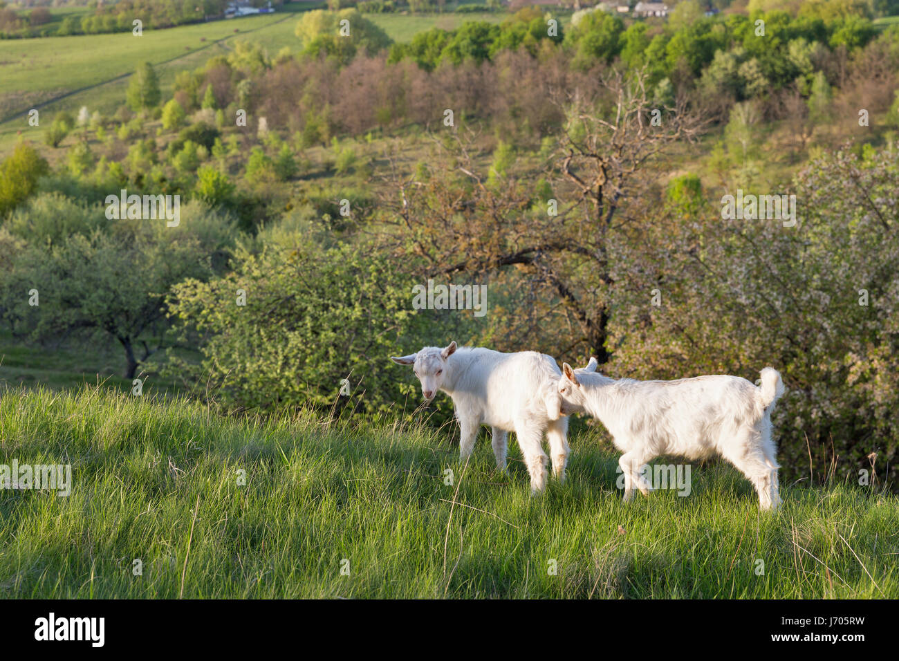 Domestic baby goatees in a pasture spring orchard closeup, Central ...