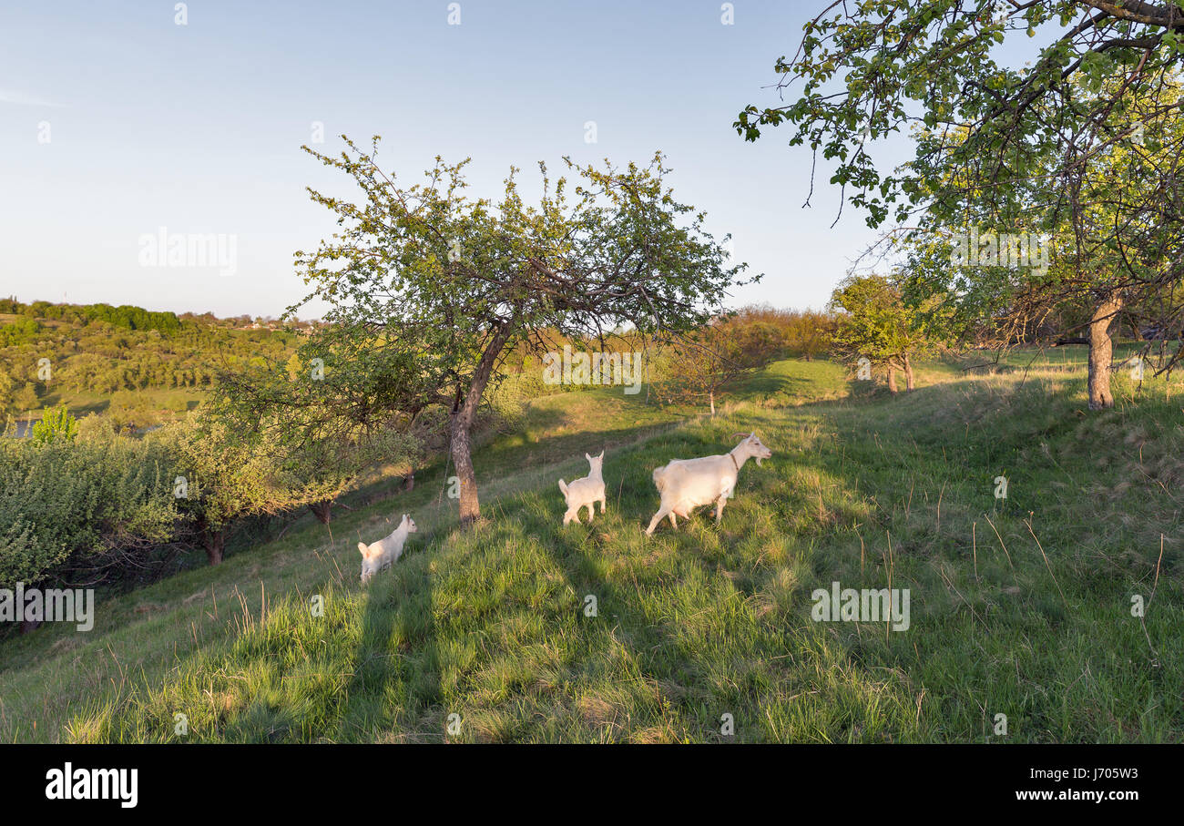 Family of domestic goats in a pasture spring orchard, Central Ukraine ...