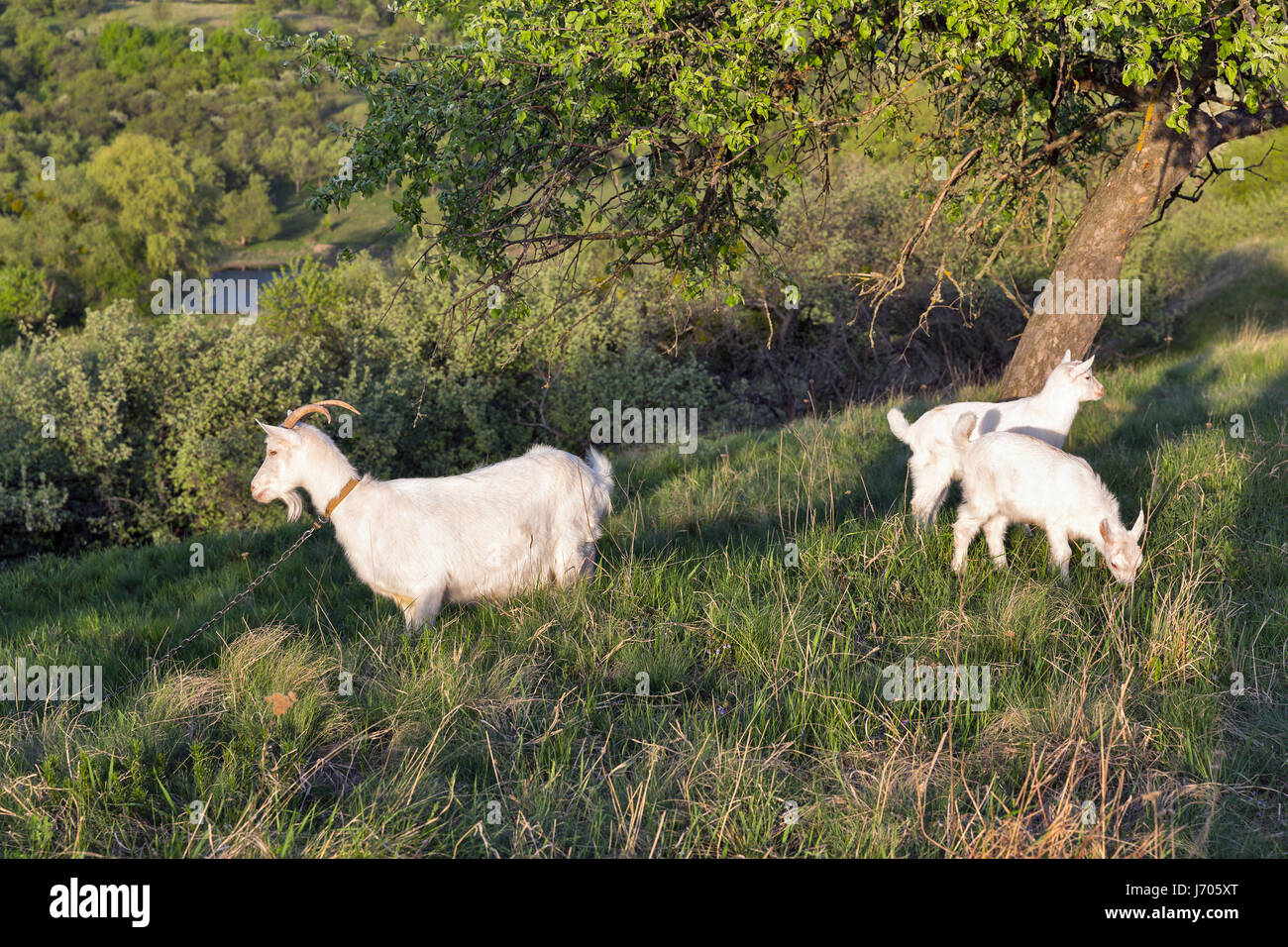 Family of domestic goats in a pasture spring orchard, Central Ukraine ...