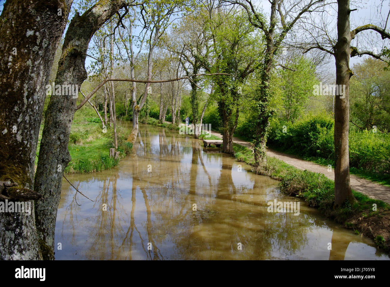 tree england canal path way water nature landscape scenery countryside ...