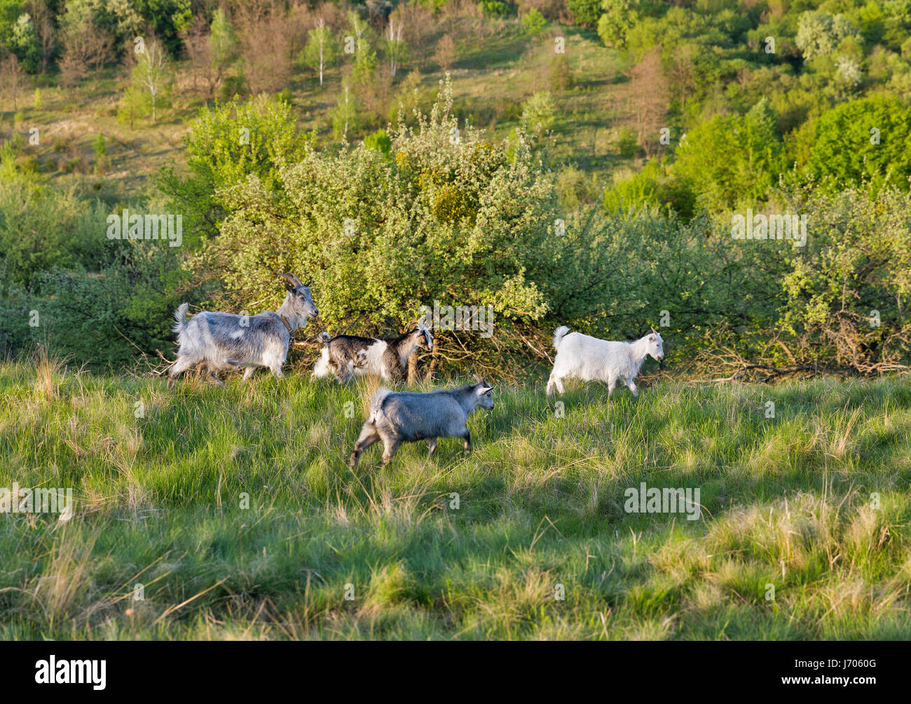 Domestic goats in a pasture spring orchard, Central Ukraine Stock Photo ...