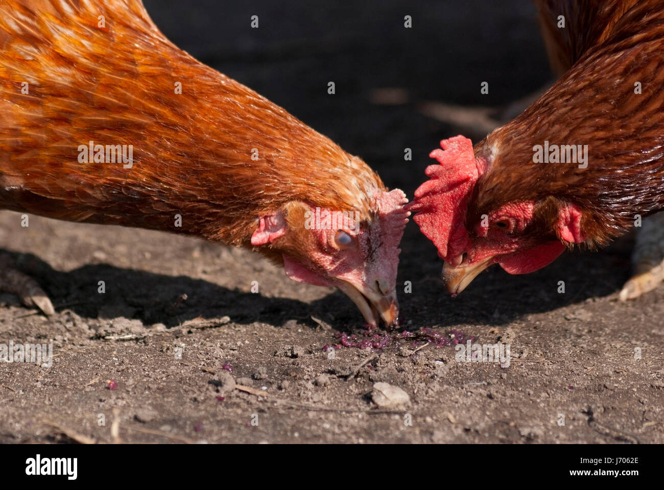 bird animals birds to gorge engulf devour animal world farm chicken ...