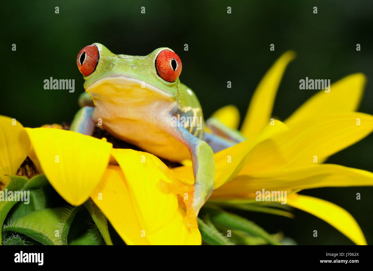frog on sunflower Stock Photo - Alamy