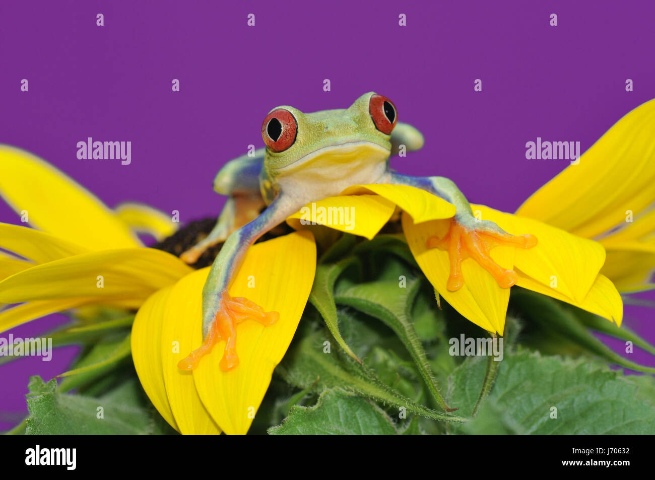 frog on sunflower Stock Photo - Alamy