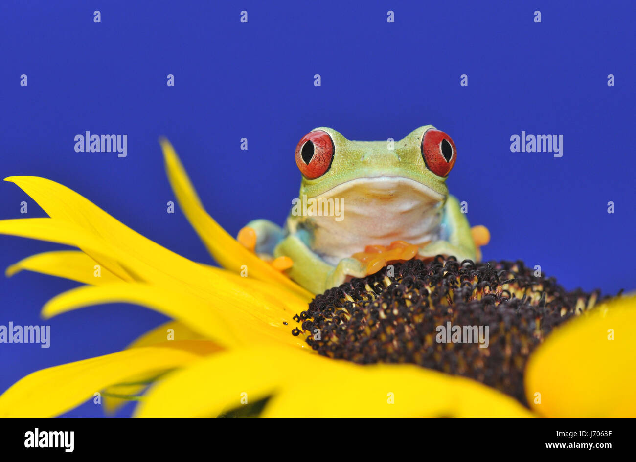 frog on sunflower Stock Photo - Alamy