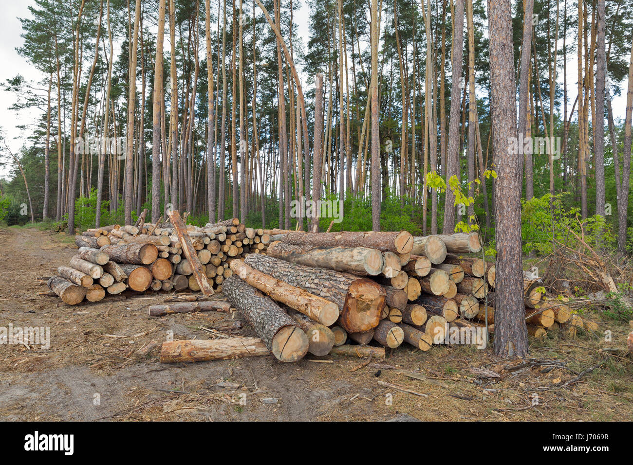 Log circle in woods hi-res stock photography and images - Alamy