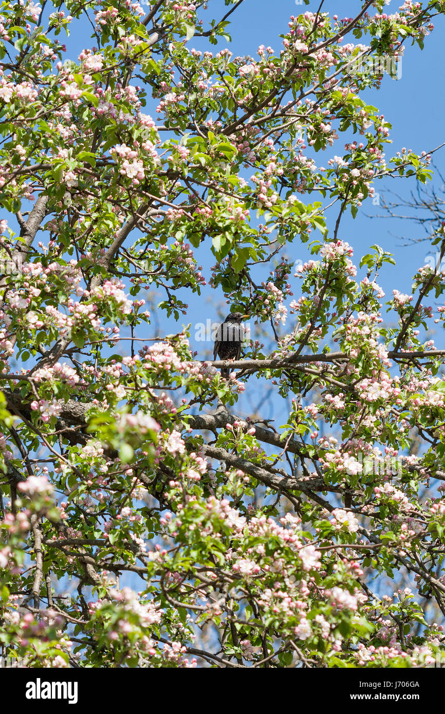 Birdwatching in an orchard hi-res stock photography and images - Alamy