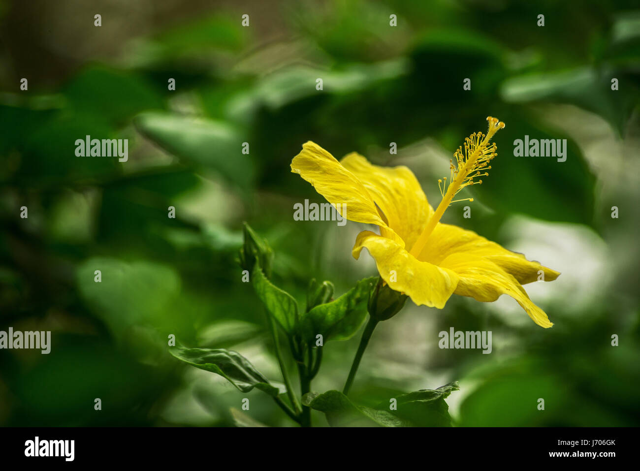 Chembarathi flower hi-res stock photography and images - Alamy