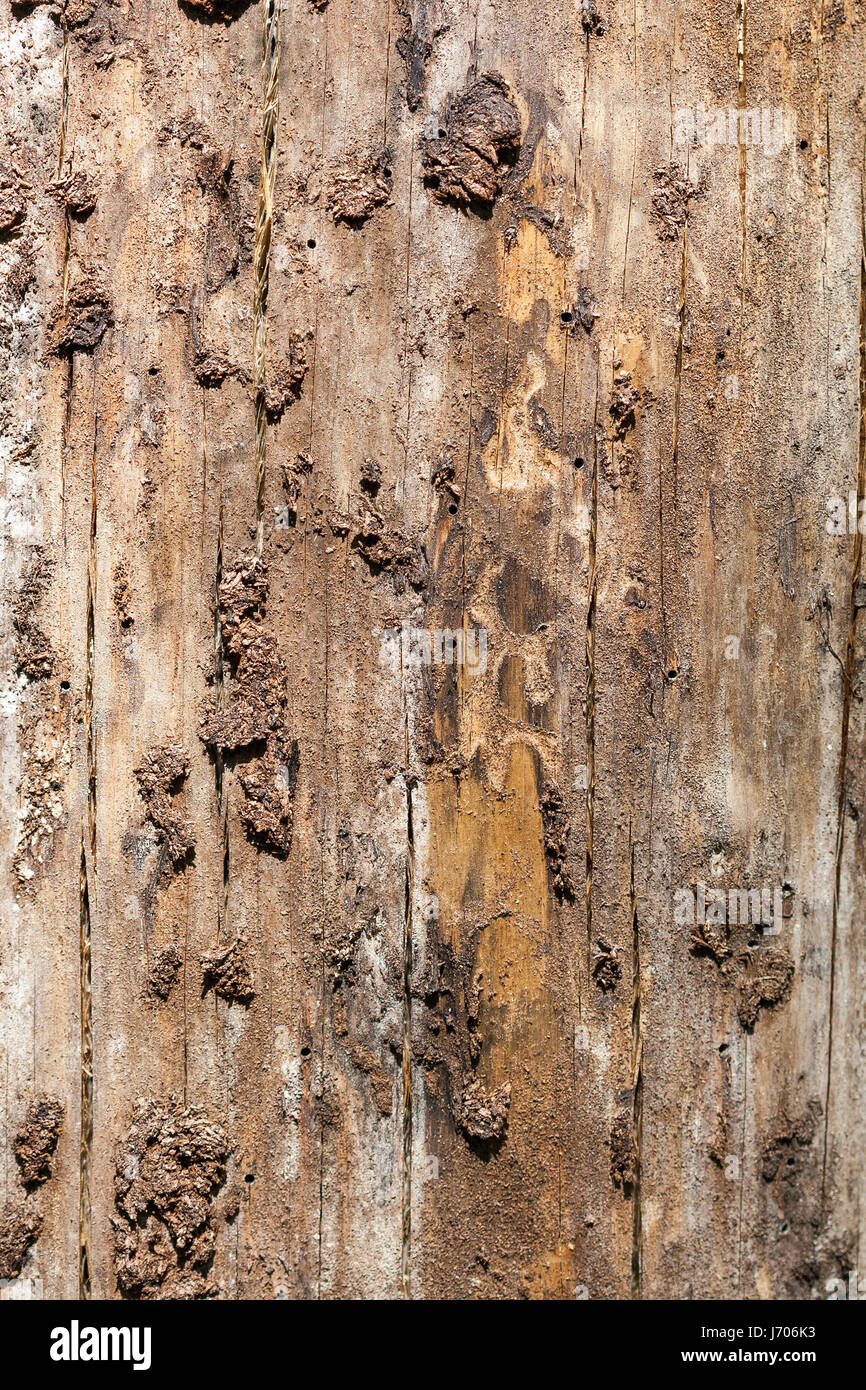 Rough cracked textured oak tree trunk with a peeled bark closeup Stock ...