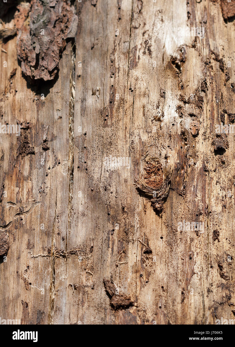 Rough cracked textured oak tree trunk with a peeled bark closeup Stock ...