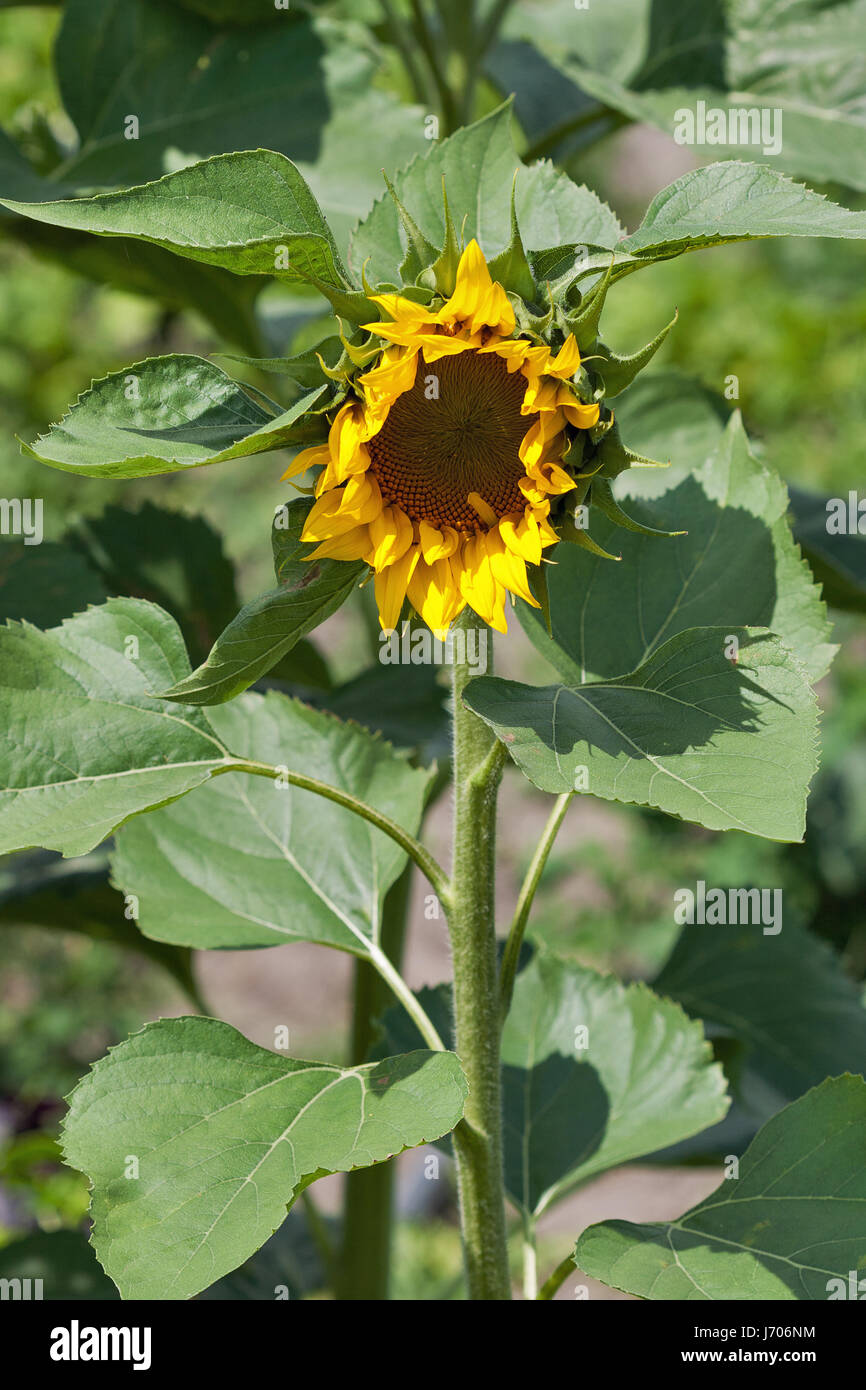 Sunflowers blooming in sunflower garden Stock Photo - Alamy