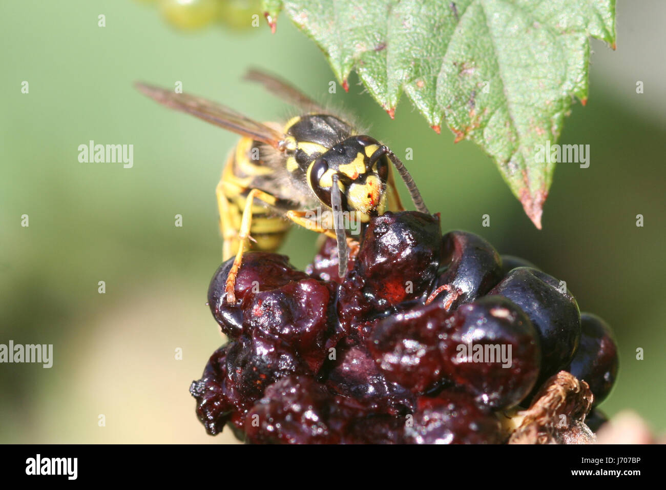 Blackberry fruit damage hi-res stock photography and images - Alamy