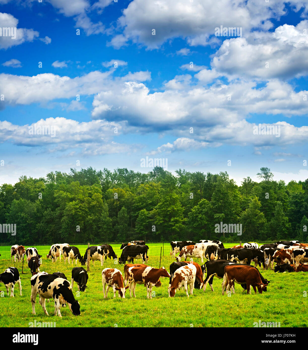animal livestock farm herd cows sustainable agricultural tree trees ...