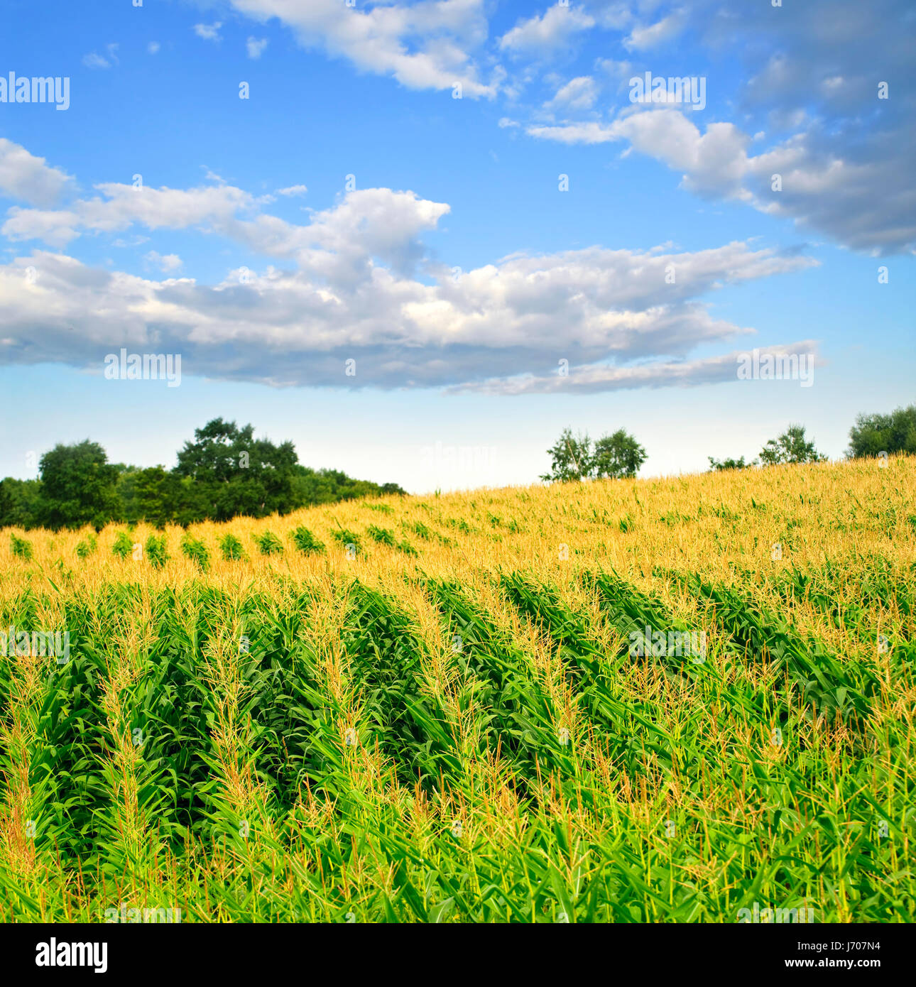 agriculture farming farm corn landscape scenery countryside nature ...