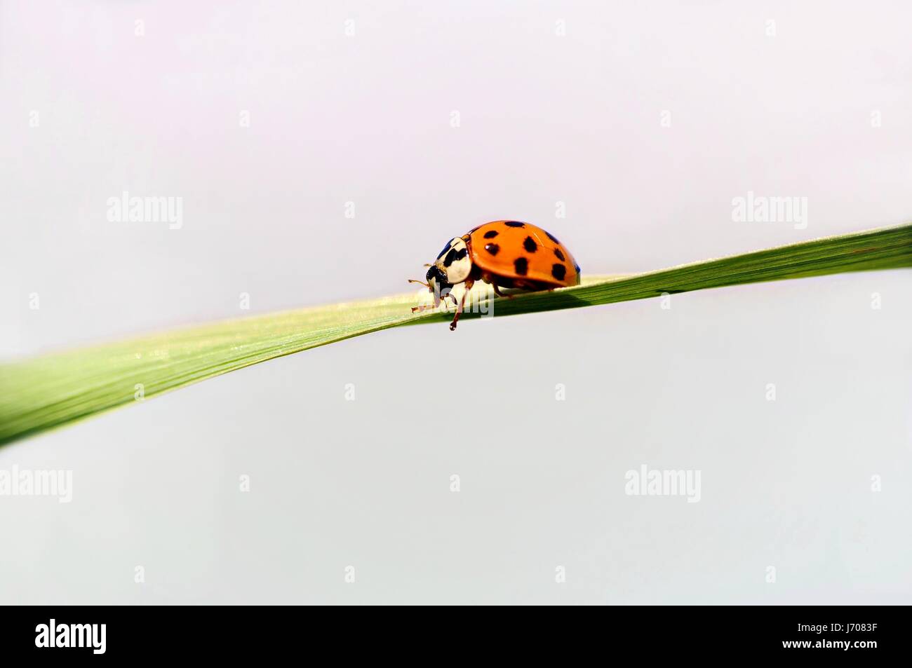 legs danger blade of grass meadow grass lawn green abyss body ladybug ...