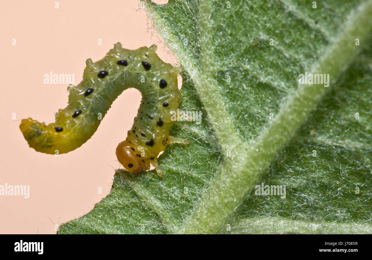 sawfly larvae 04 Stock Photo - Alamy