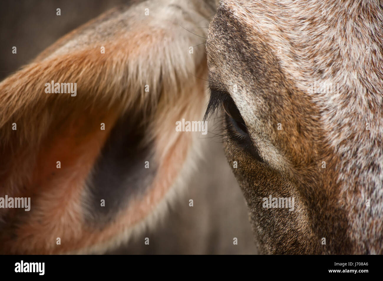 closeup eyelash ear cow bovine farm cattle eye closeup animal mammal ...