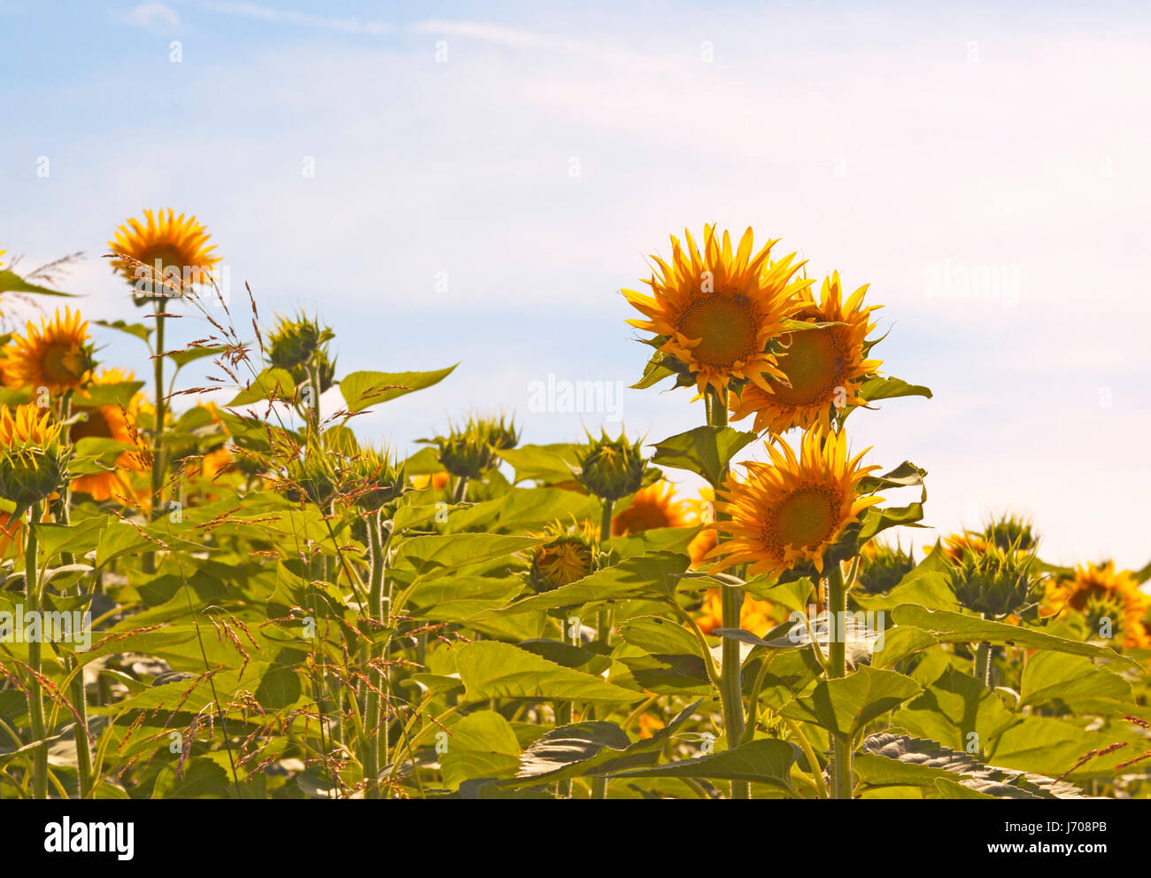 blue environment enviroment culture horizon flower plant bloom blossom ...