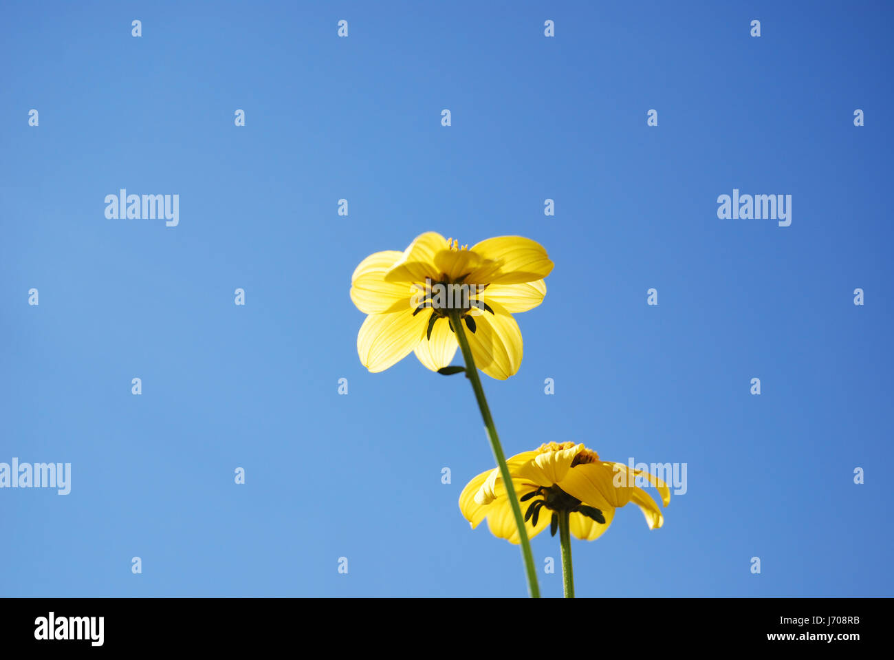 blue flower plant blossoms bleed firmament sky yellow blue flower plant ...