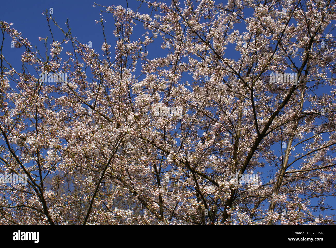 blue tree bloom blossom flourish flourishing spring branch firmament ...