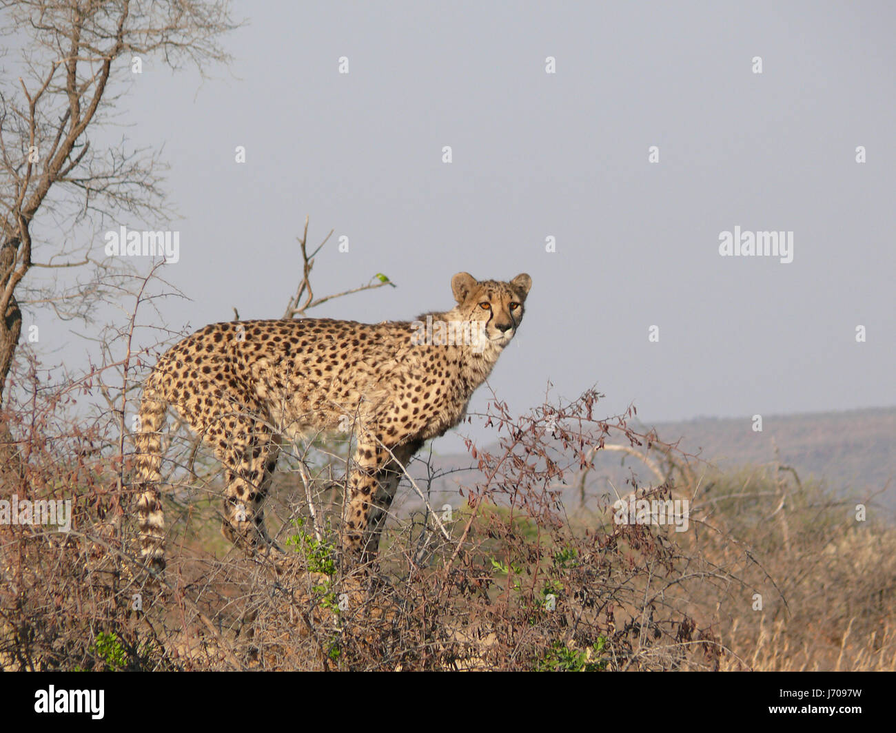 national park wild namibia big cat feline predator mammals dots cat ...