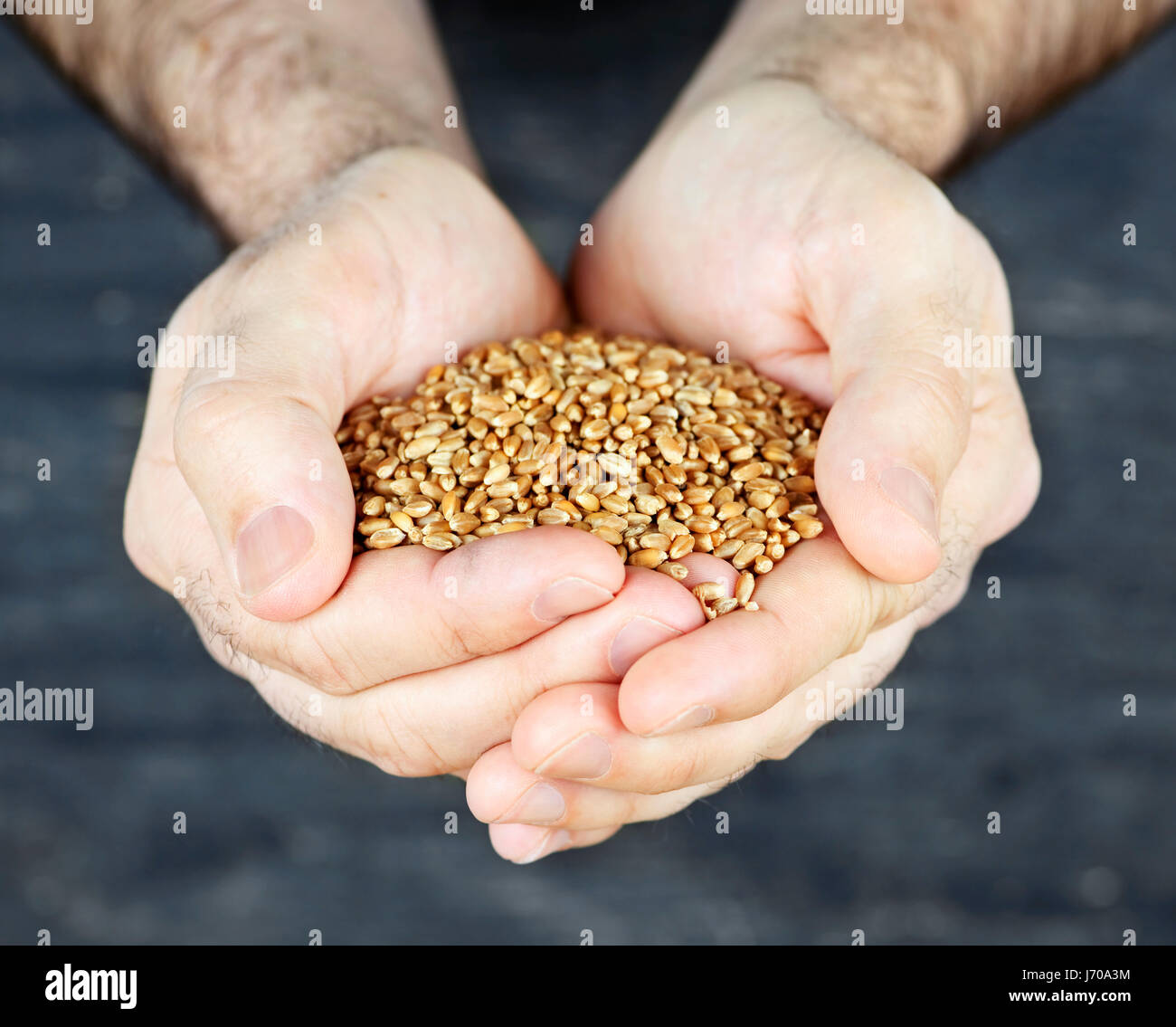 hand hands grain wheat farmer offer possession holding whole cereal cup ...