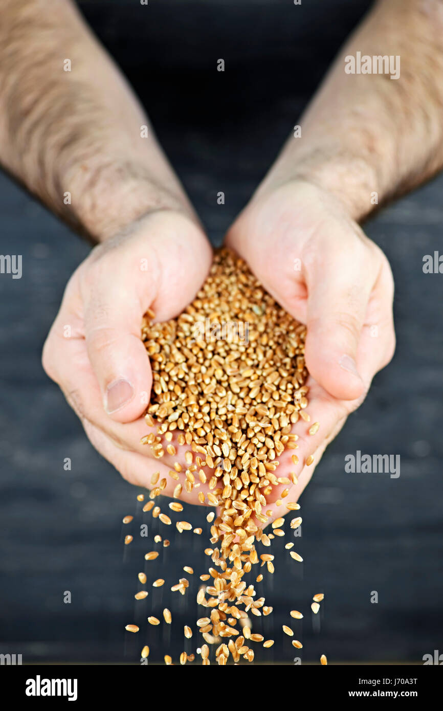 hand hands grain wheat hold possession holding whole pouring cereal cup ...