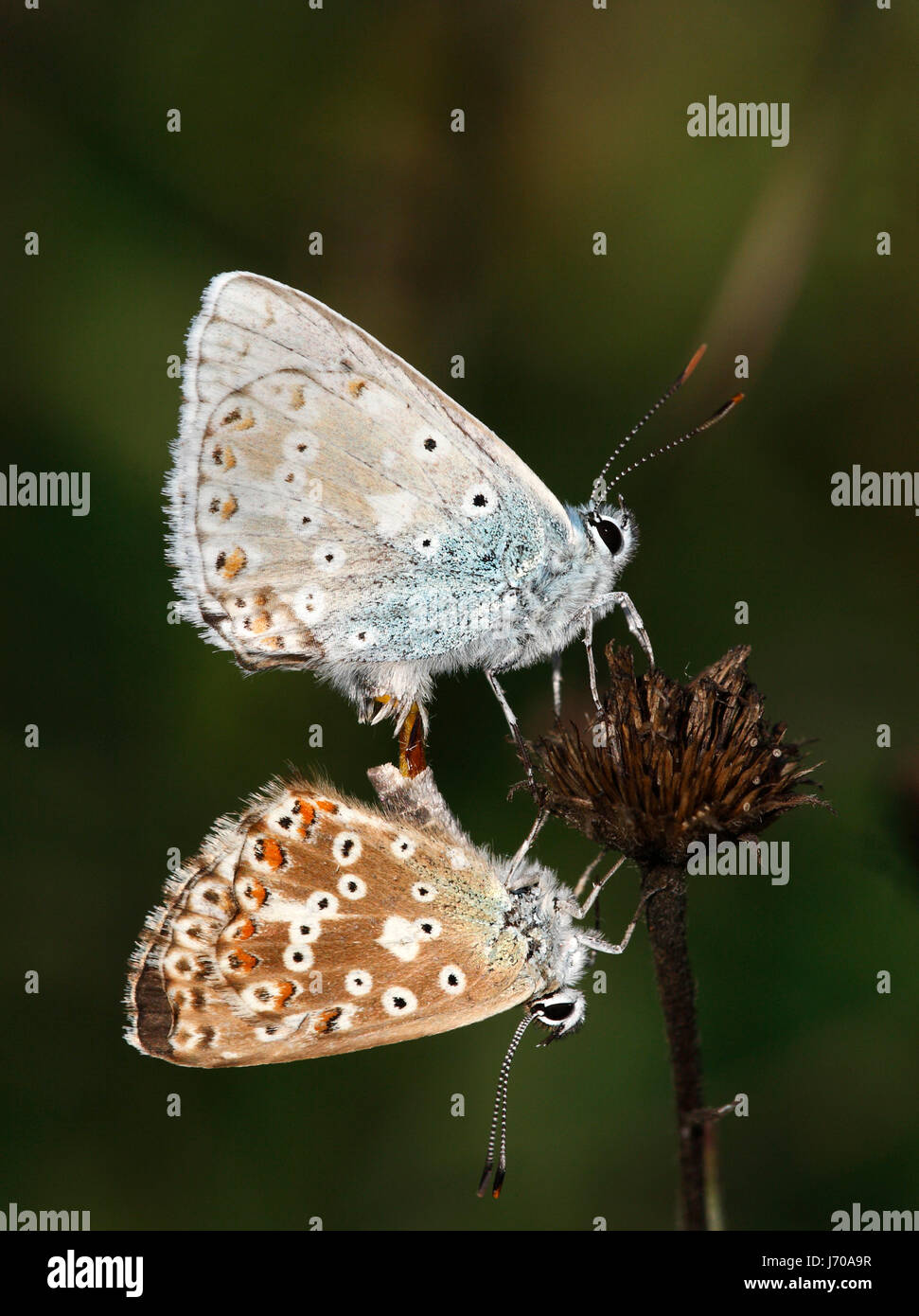 butterfly moth mating mate butterfly flower flowers plant moth mating ...